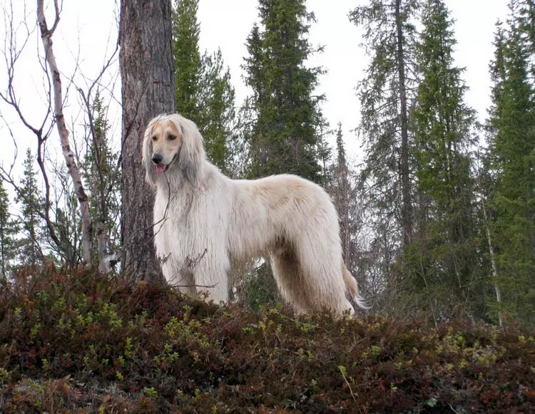 bakhmul in het bos