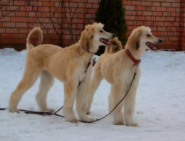 twee honden van het Bakhmul-ras