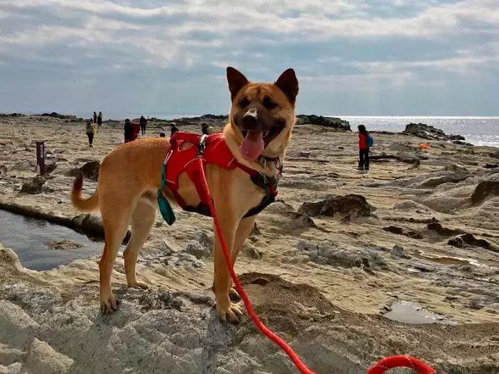 Kishu ((Laika Jepun): penerangan tentang jenis anjing dengan gambar dan video 4039_11