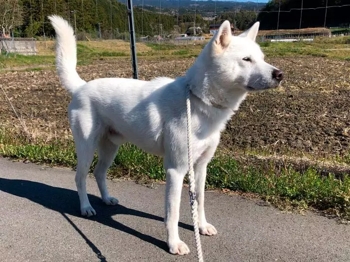 Kishu ((Laika xaponés): descrición da raza do can con fotos e vídeos 4039_12