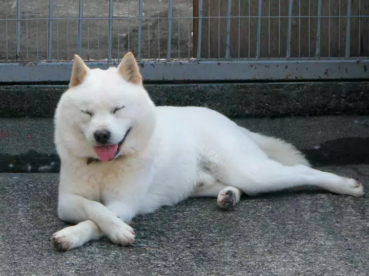 Kishu ((Japonca Laika): fotoğraf ve videolarla köpek ırkının tanımı 4039_13