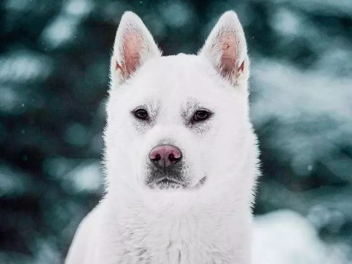 Kishu ((Japonca Laika): fotoğraf ve videolarla köpek ırkının tanımı 4039_5