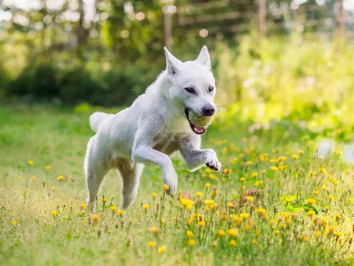 קישו ((לייקה יפנית): תיאור גזע הכלבים עם תמונות וסרטונים 4039_7