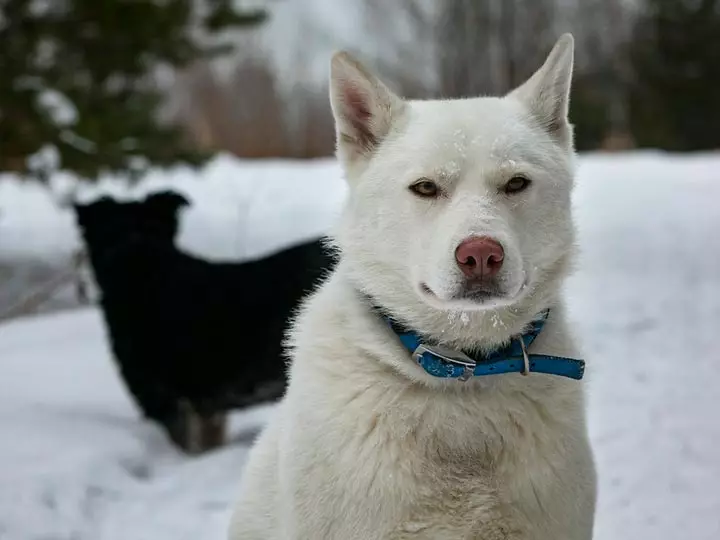 Kishu ((Laika japonès): descripció de la raça de gos amb fotos i vídeos 4039_8