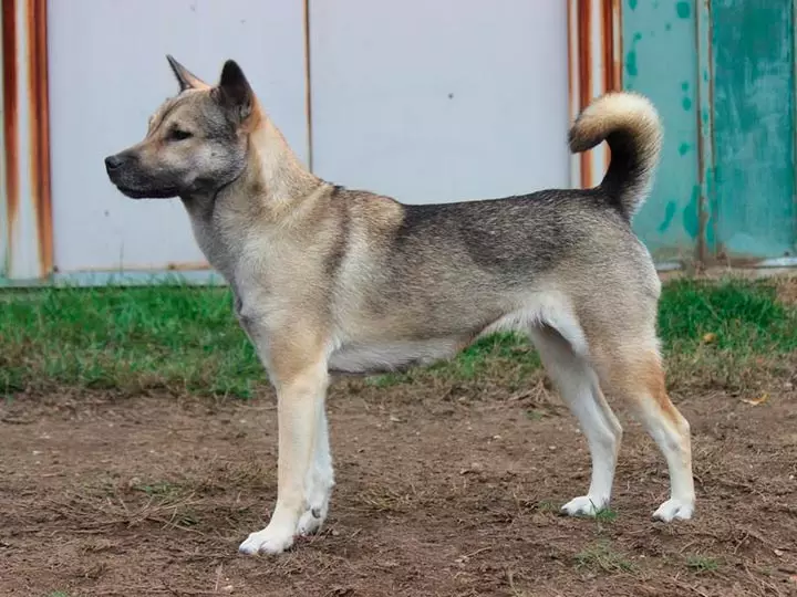 Kishu ((Laika japonès): descripció de la raça de gos amb fotos i vídeos 4039_9