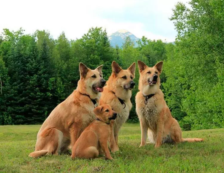 Chinook sled dog