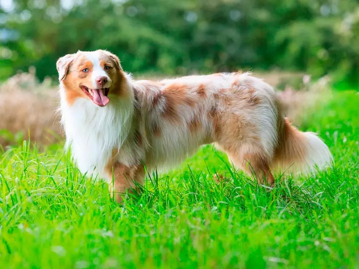 Miniature American Shepherd: beskrivelse af racen med fotos og videoer 4065_10