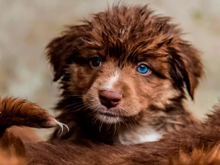 Miniature American Shepherd: beskrivelse af racen med fotos og videoer 4065_11