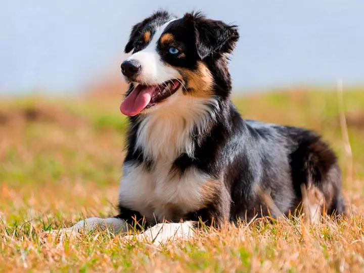 Miniature American Shepherd: faʻamatalaga o le ituaiga ma ata ma vitio 4065_12