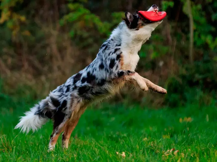 Miniature American Shepherd: คำอธิบายของสายพันธุ์พร้อมรูปถ่ายและวิดีโอ 4065_13