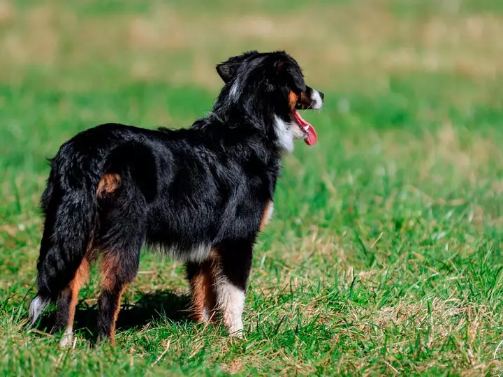 Miniature American Shepherd: beskrivelse af racen med fotos og videoer 4065_14