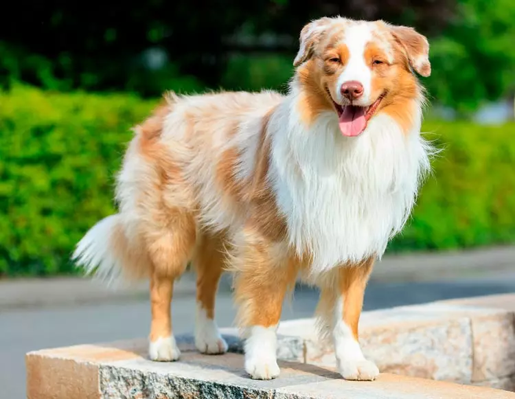 Miniature American Shepherd тукуму