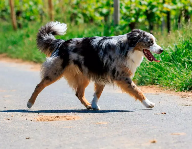 hund Miniature American Shepherd