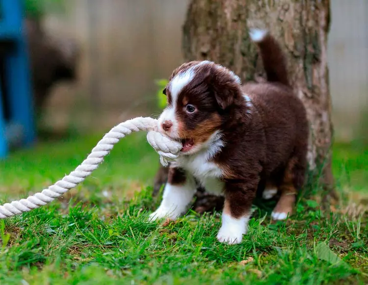 Kennel Miniature Shepherd American