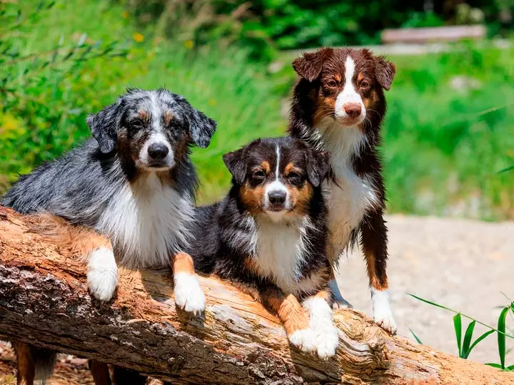 Miniature American Shepherd: คำอธิบายของสายพันธุ์พร้อมรูปถ่ายและวิดีโอ 4065_5