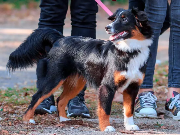 Miniature American Shepherd: beskrivelse af racen med fotos og videoer 4065_6