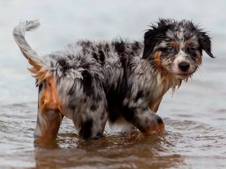 Miniature American Shepherd: وصف السلالة بالصور ومقاطع الفيديو 4065_7