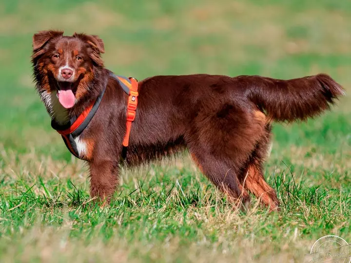 Miniature American Shepherd: คำอธิบายของสายพันธุ์พร้อมรูปถ่ายและวิดีโอ 4065_8