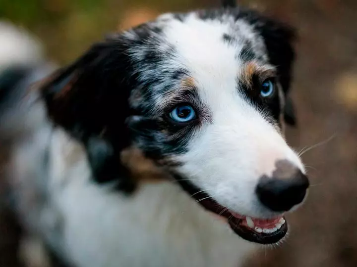 Miniature American Shepherd: beskrivelse af racen med fotos og videoer 4065_9