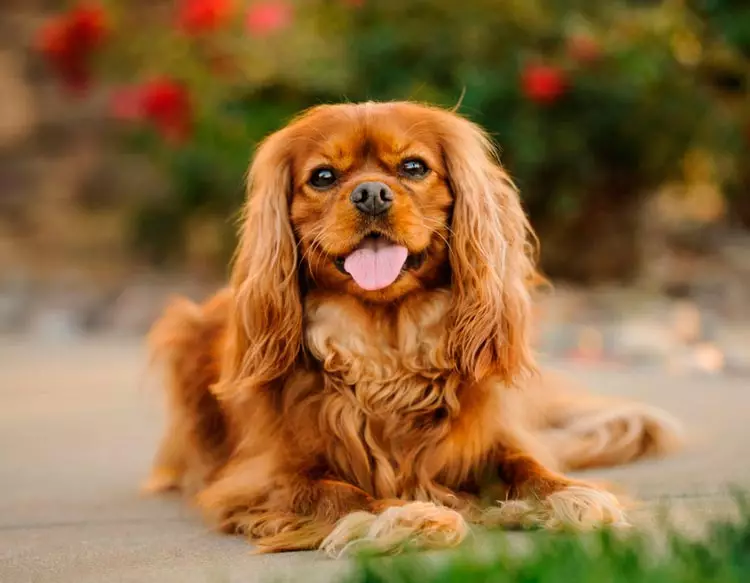 Cavalier king charles spaniel ပတ္တမြား