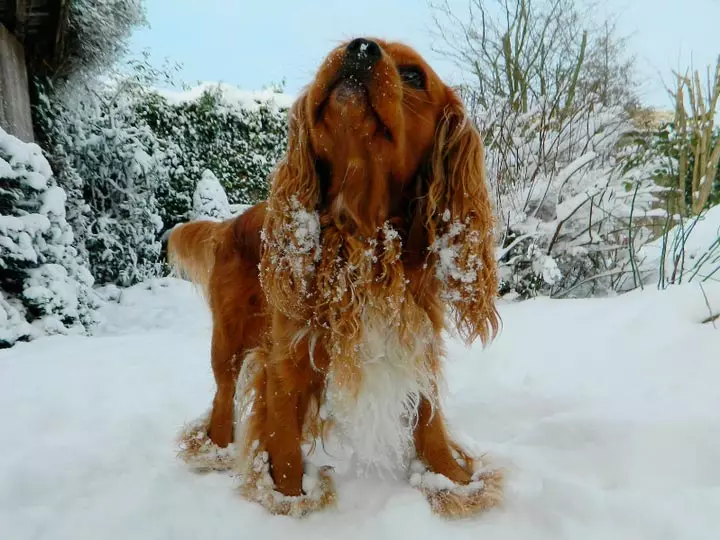 Ang Cavalier King nga si Charles Spaniel: paghulagway sa mga lahi sa iro nga adunay mga litrato ug video 4085_10