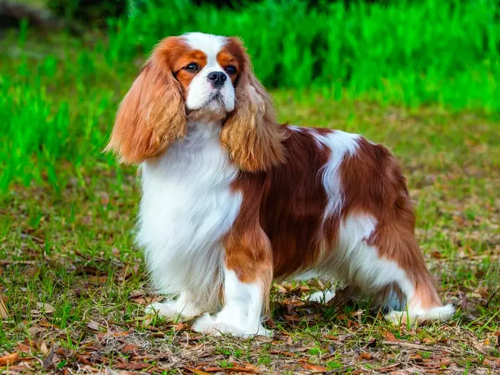 Cavalier King Charles Spaniel: descripció de races de gossos amb fotos i vídeos 4085_11