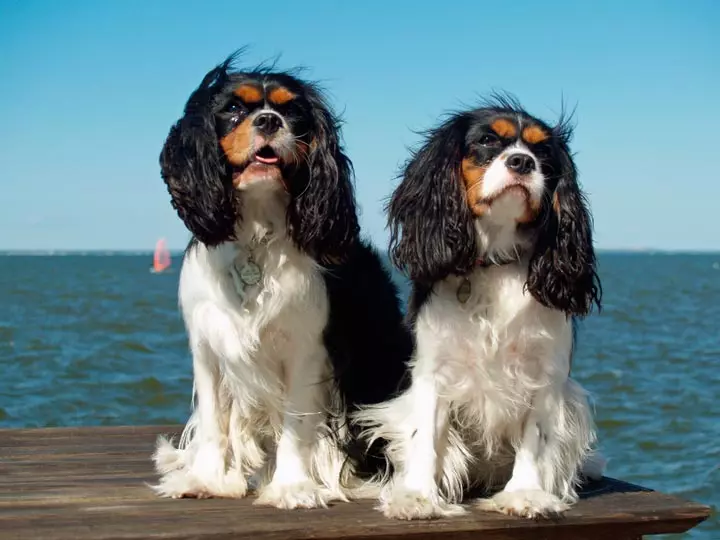 Cavalier King Charles Spaniel: fotoğraf ve videolarla köpek ırklarının tanımı 4085_12