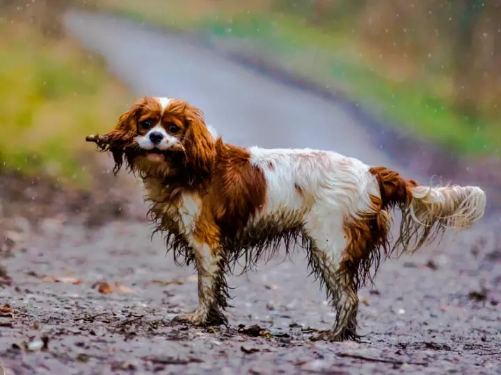 Cavalier King Charles Spaniel: شرح نژادهای سگ با عکس و فیلم 4085_13