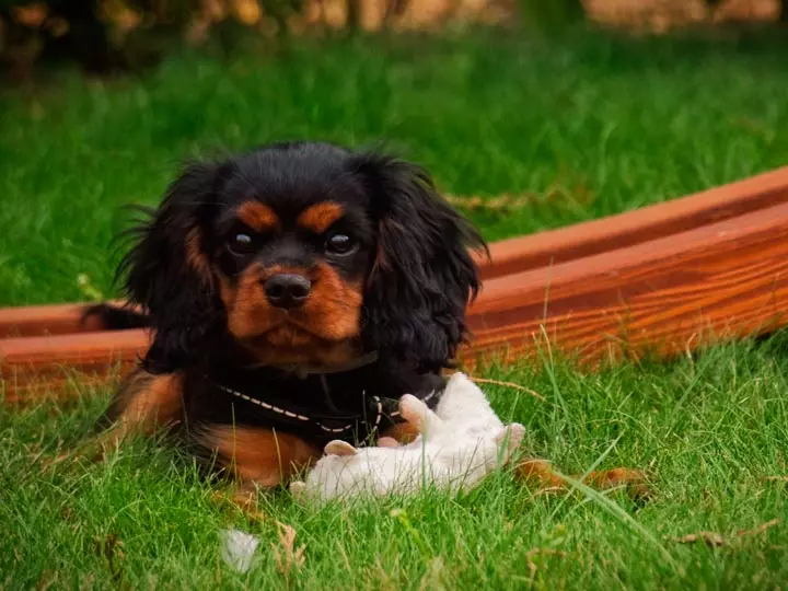 Cavalier King Charles Spaniel: شرح نژادهای سگ با عکس و فیلم 4085_14