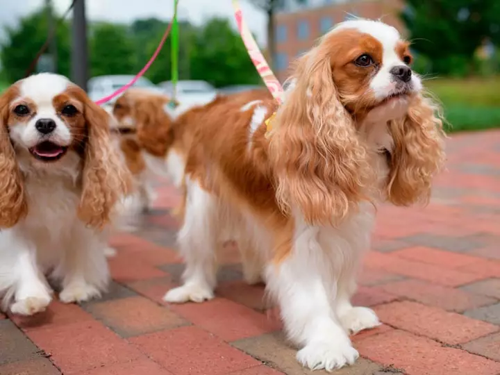 Ang Cavalier King nga si Charles Spaniel: paghulagway sa mga lahi sa iro nga adunay mga litrato ug video 4085_15