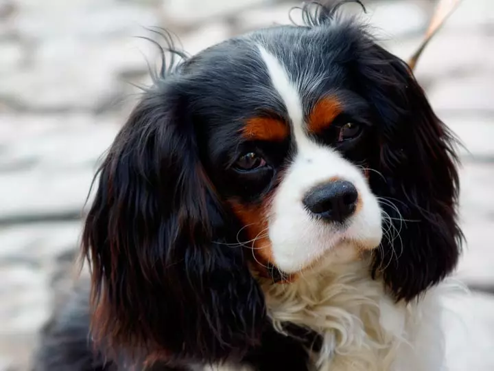 Cavalier King Charles Spaniel: descrição de raças de cães com fotos e vídeos 4085_16