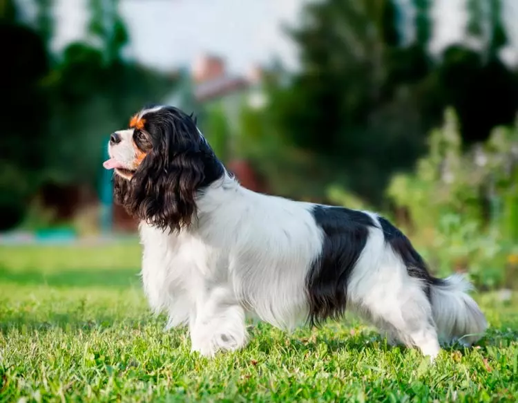 Cavalier king charles spaniel သုံးရောင်ခြယ်