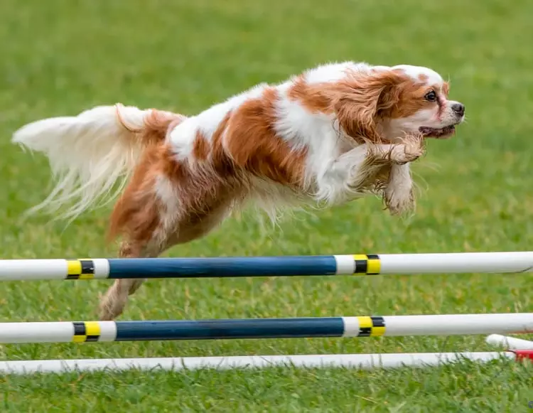 Cavalier ဘုရင် Charles Spaniel Blenheim