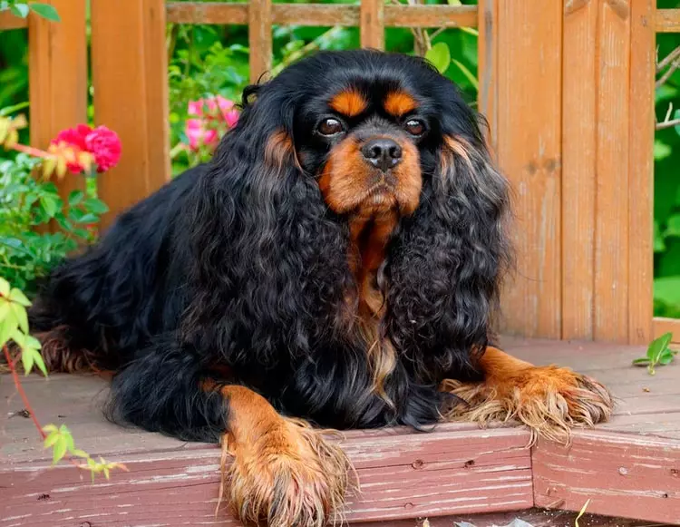 Ang Cavalier nga si King Charles Spaniel itom ug tan