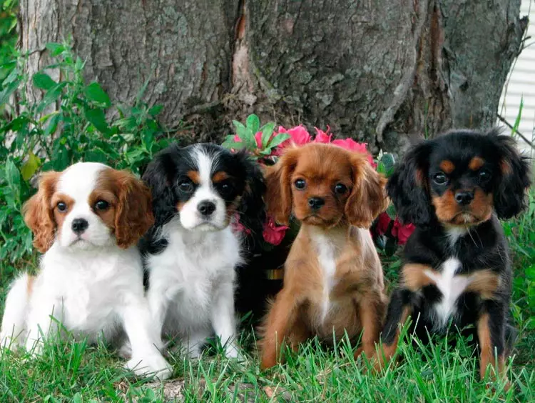 Cavalier King Charles Spaniel yavruları