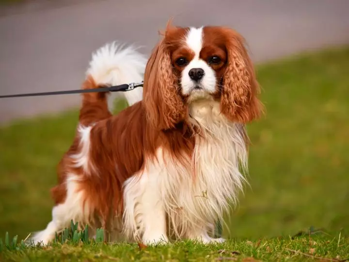 Cavalier King Charles Spaniel: priskribo de hundaj rasoj kun fotoj kaj filmetoj 4085_6