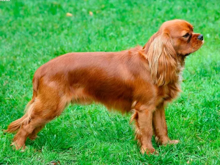 Cavalier King Charles Spaniel: شرح نژادهای سگ با عکس و فیلم 4085_7