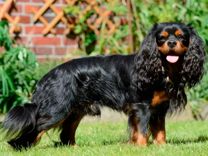 Cavalier King Charles Spaniel: danasîna nijadên kûçikan bi wêne û vîdyoyan 4085_8