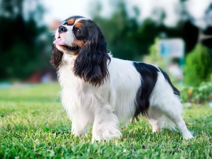 Cavalier King Charles Spaniel: descripció de races de gossos amb fotos i vídeos 4085_9