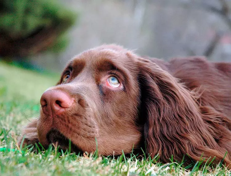 Anjing Sussex Spaniel