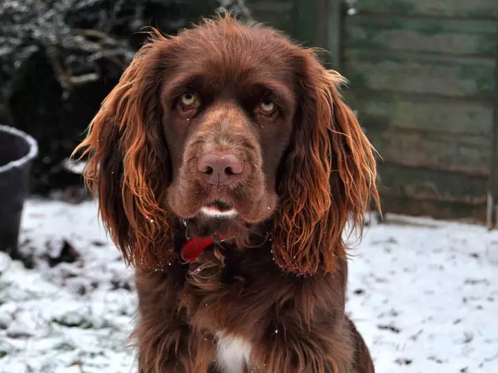 Sussex Spaniel: deskrizzjoni ta 'razez ta' klieb b'ritratti u vidjows 4099_10