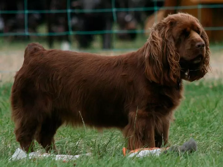 Sussex Spaniel: ລາຍລະອຽດຂອງສາຍພັນdogາດ້ວຍຮູບພາບແລະວິດີໂອ 4099_11