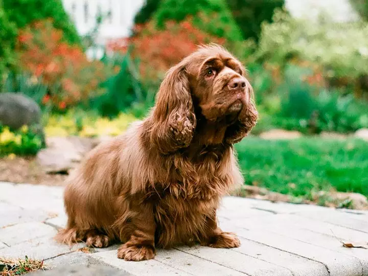 Sussex Spaniel: deskrizzjoni ta 'razez ta' klieb b'ritratti u vidjows 4099_12