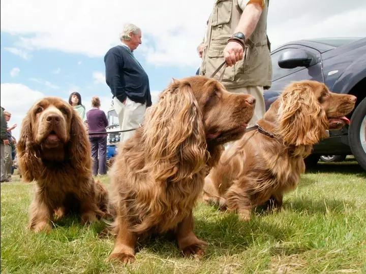 Sussex Spaniel: deskrizzjoni ta 'razez ta' klieb b'ritratti u vidjows 4099_13