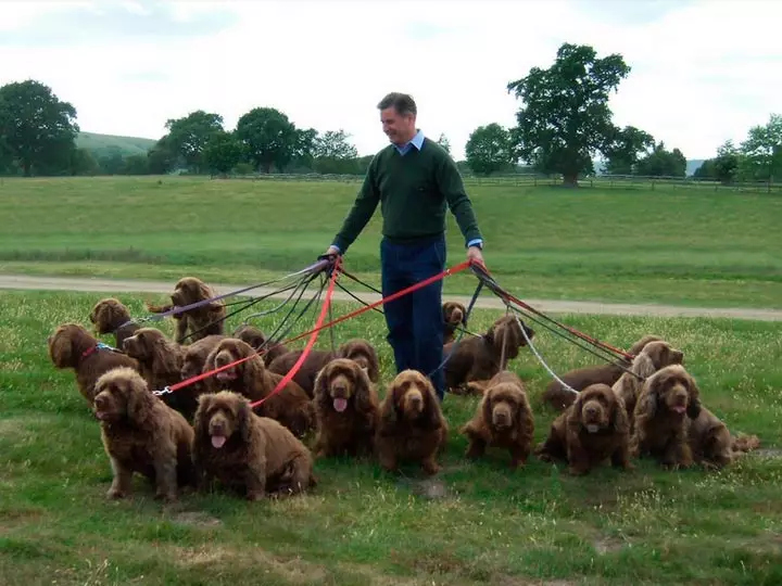 Sussex Spaniel: deskrizzjoni ta 'razez ta' klieb b'ritratti u vidjows 4099_14