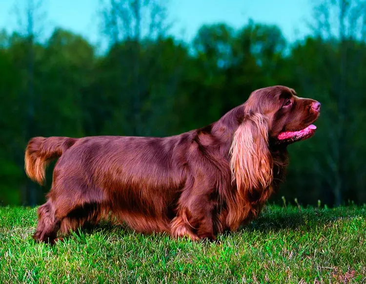 ມາດຕະຖານ Sussex Spaniel