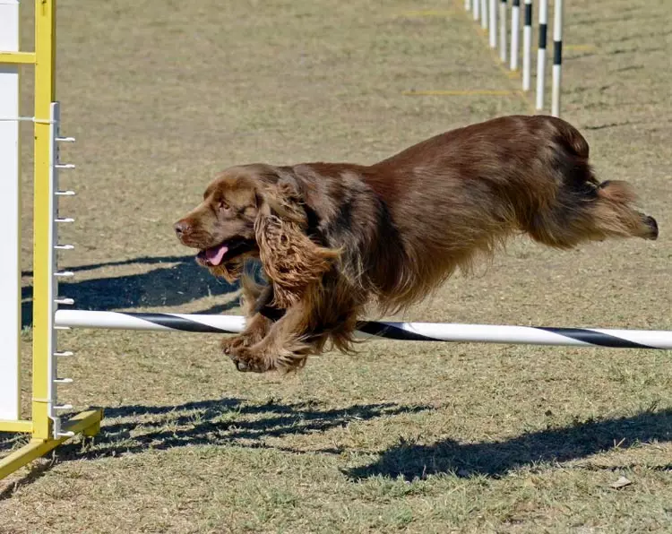 Sussex spaniel fuq l-aġilità