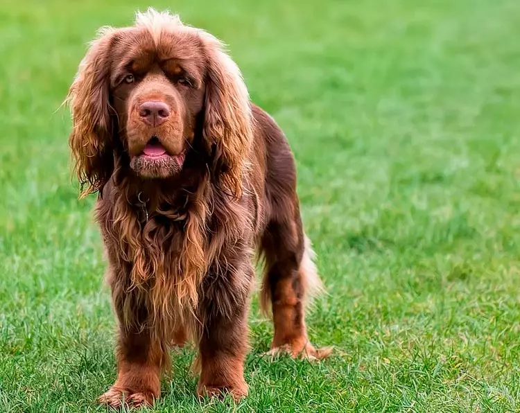 razza tal-klieb Sussex Spaniel