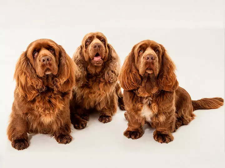 Sussex Spaniel: deskrizzjoni ta 'razez ta' klieb b'ritratti u vidjows 4099_5