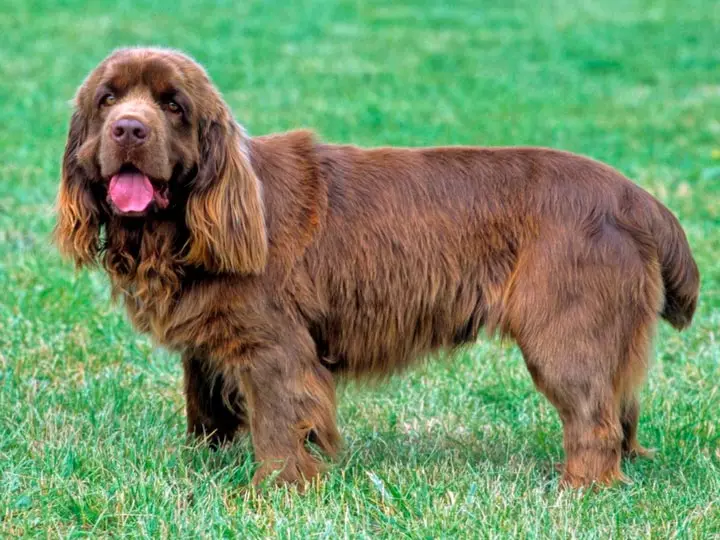 Sussex Spaniel: ລາຍລະອຽດຂອງສາຍພັນdogາດ້ວຍຮູບພາບແລະວິດີໂອ 4099_6